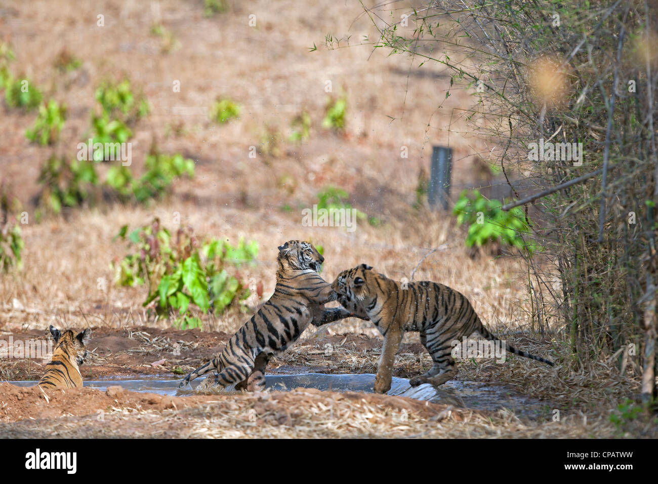 Roaring tigers playing hi-res stock photography and images - Alamy