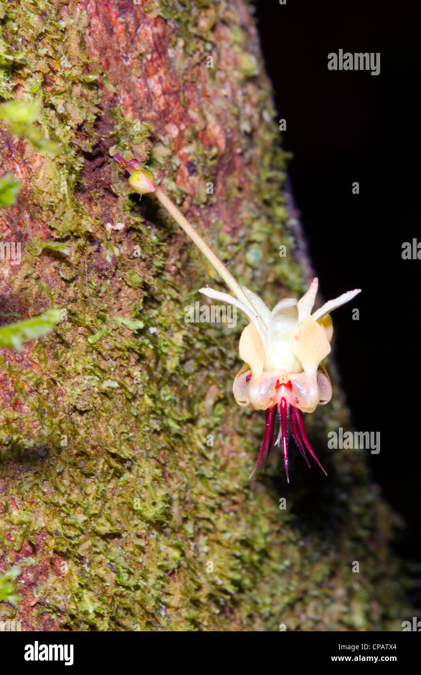 Flower of the Cocoa tree (Theobroma cacao). The flower grows directly ...