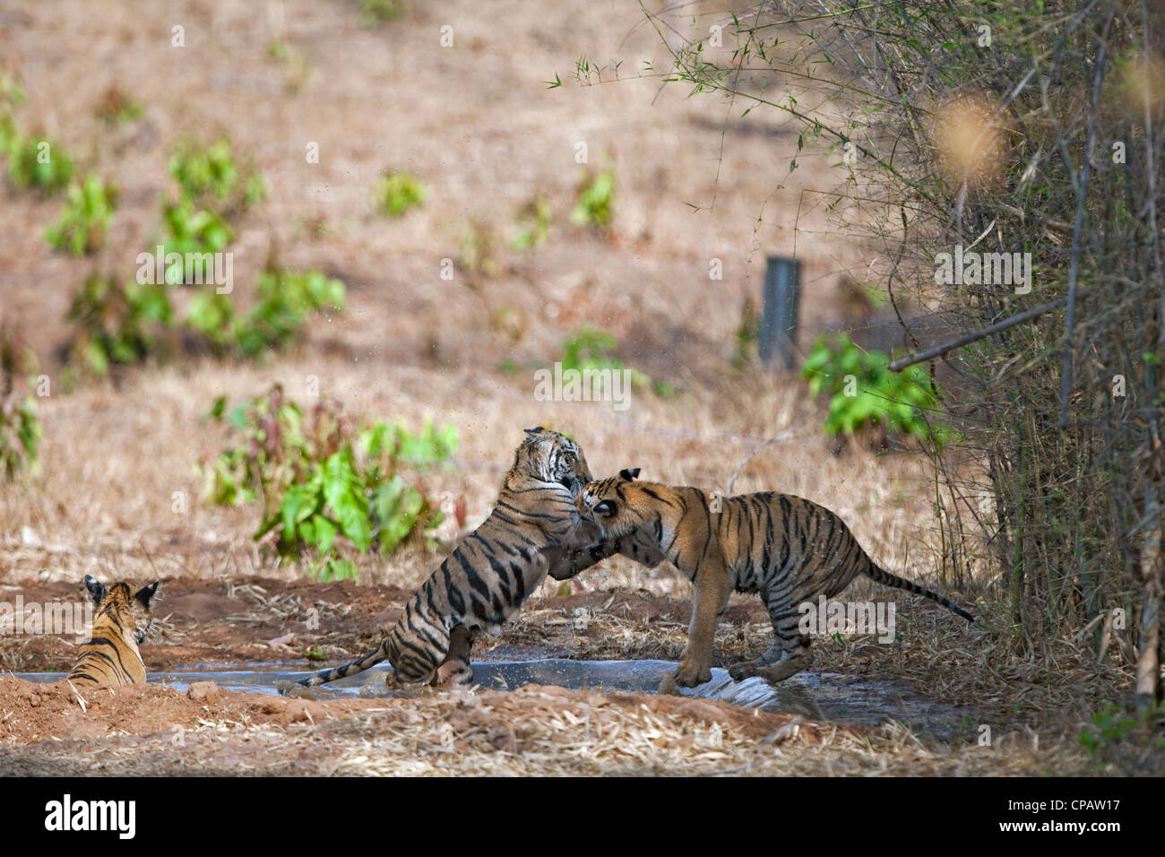 Tiger cubs play fighting hi-res stock photography and images - Alamy