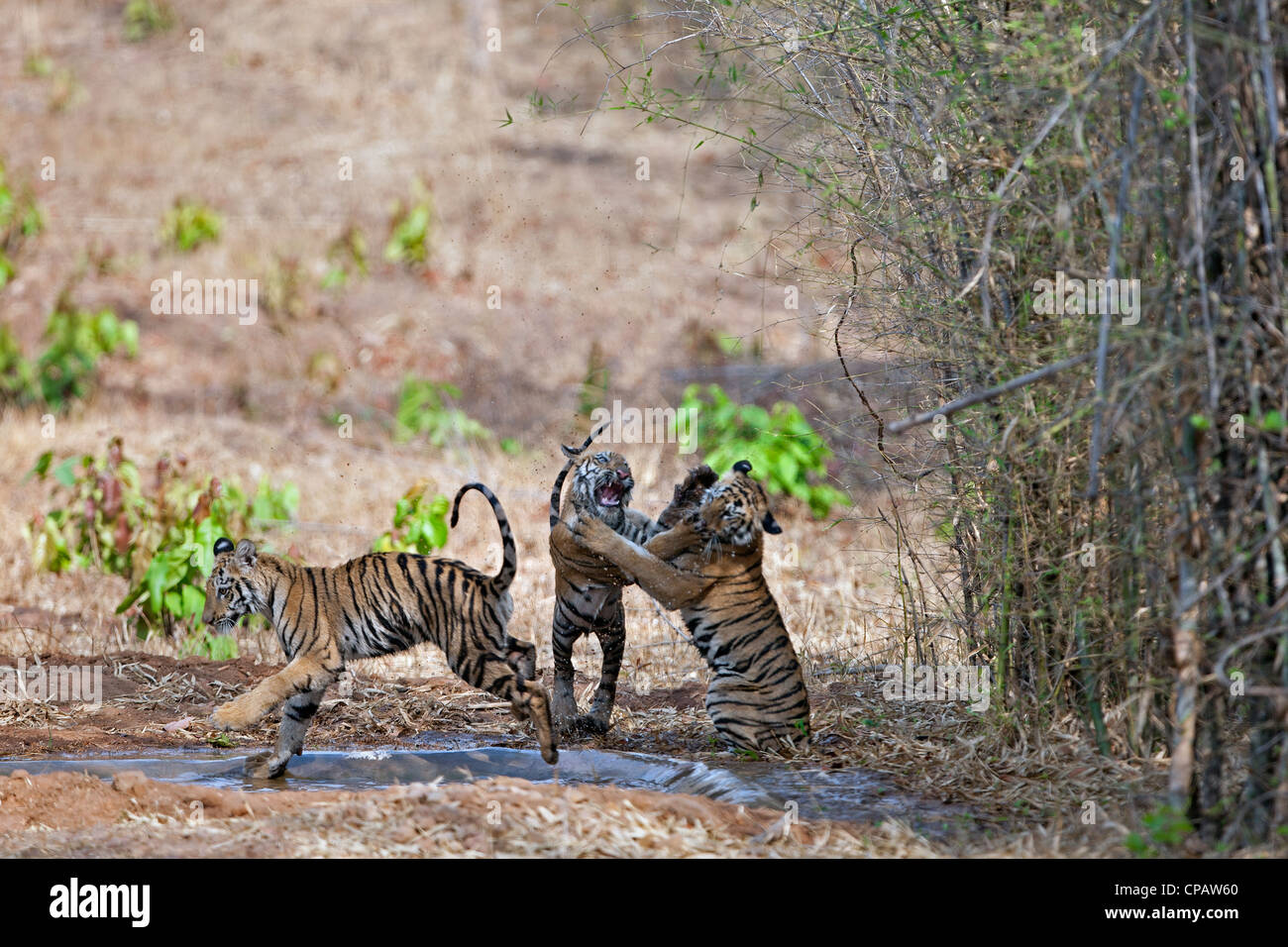Telia Tigress cubs in a Playfully Fight at Tadoba Andhari Tiger Reserve ...