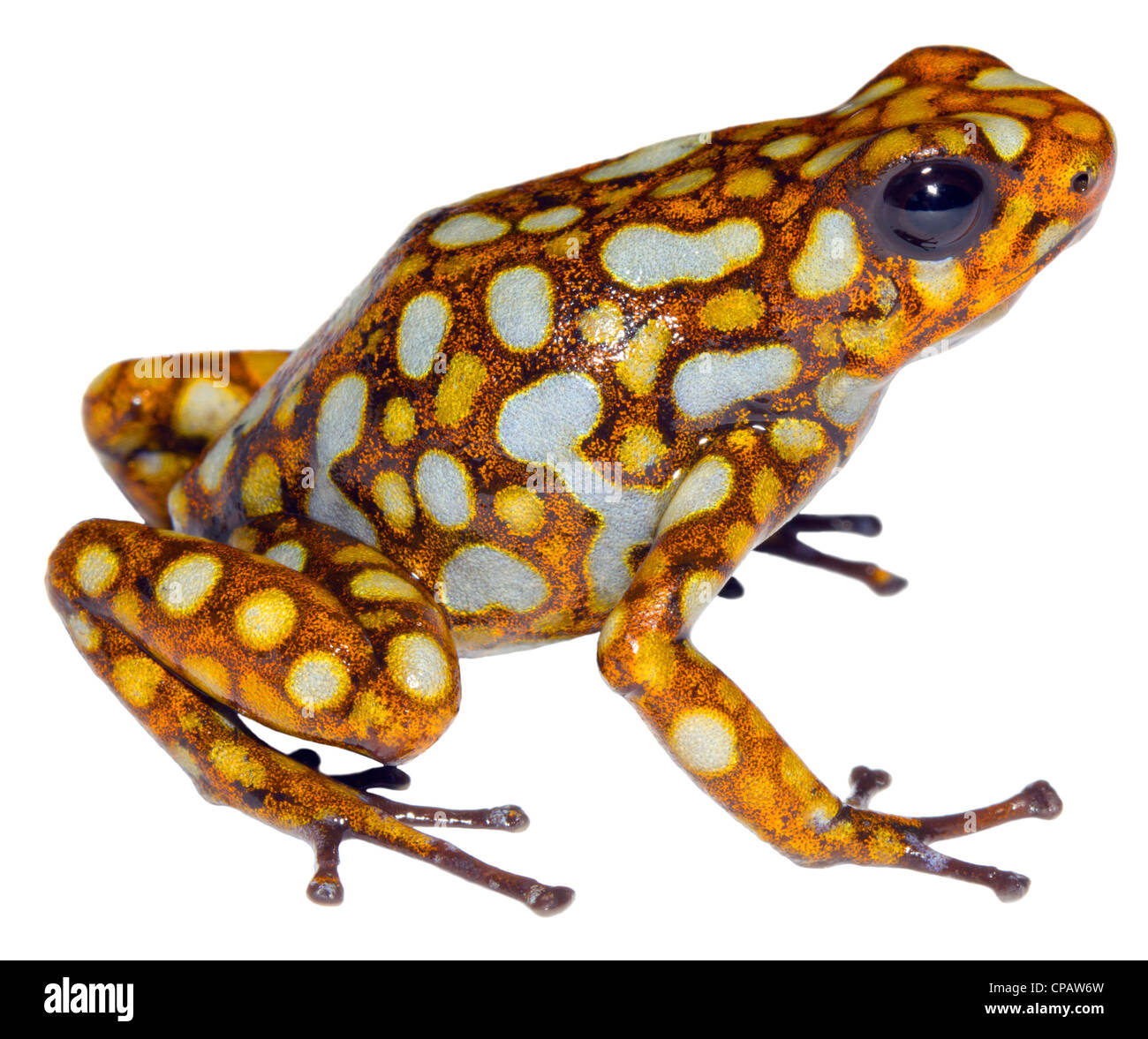 Harlequin Poison Frog (Oophaga sylvatica) from the Choco Biological ...