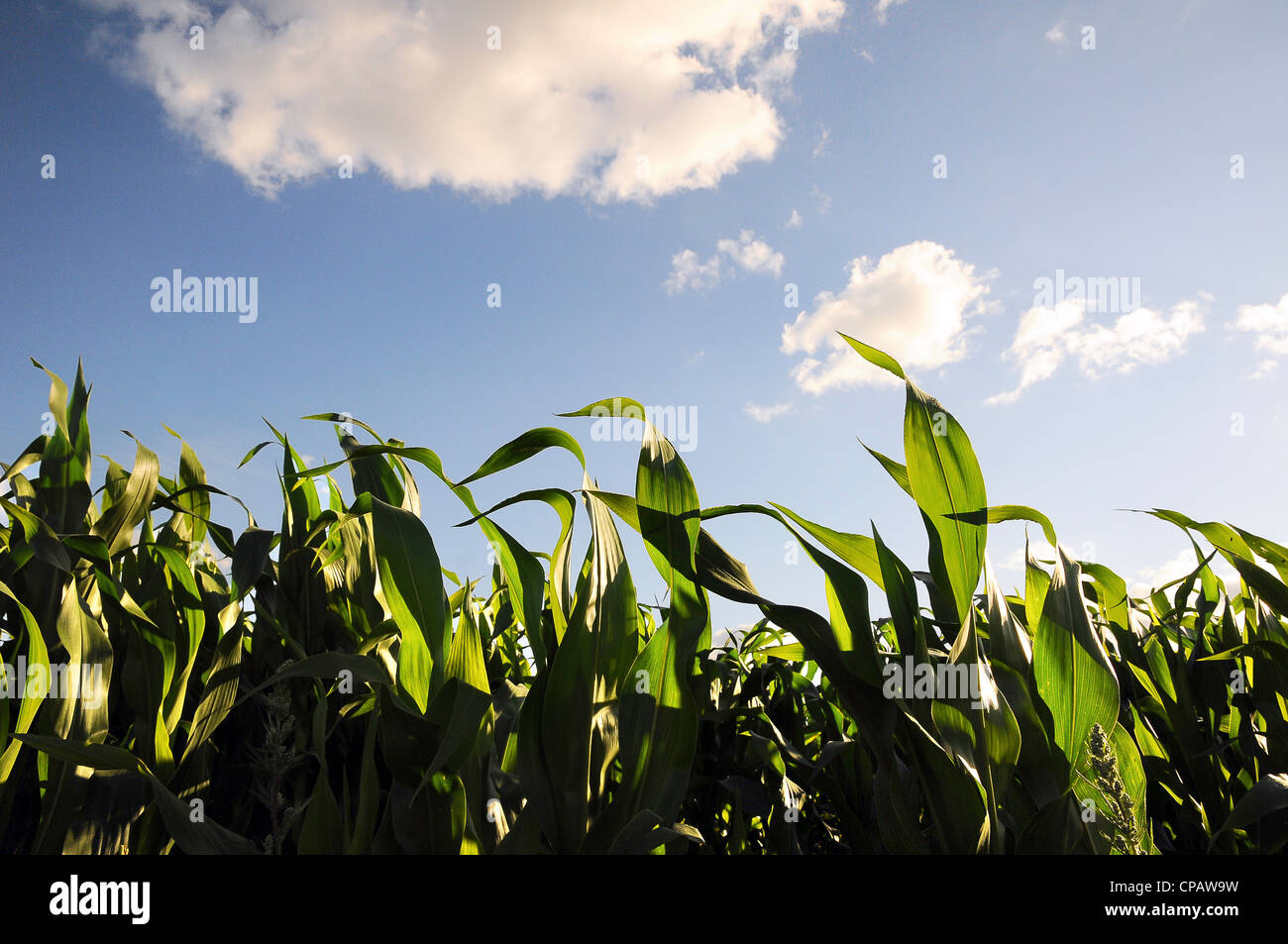 Corn maize hi-res stock photography and images - Alamy