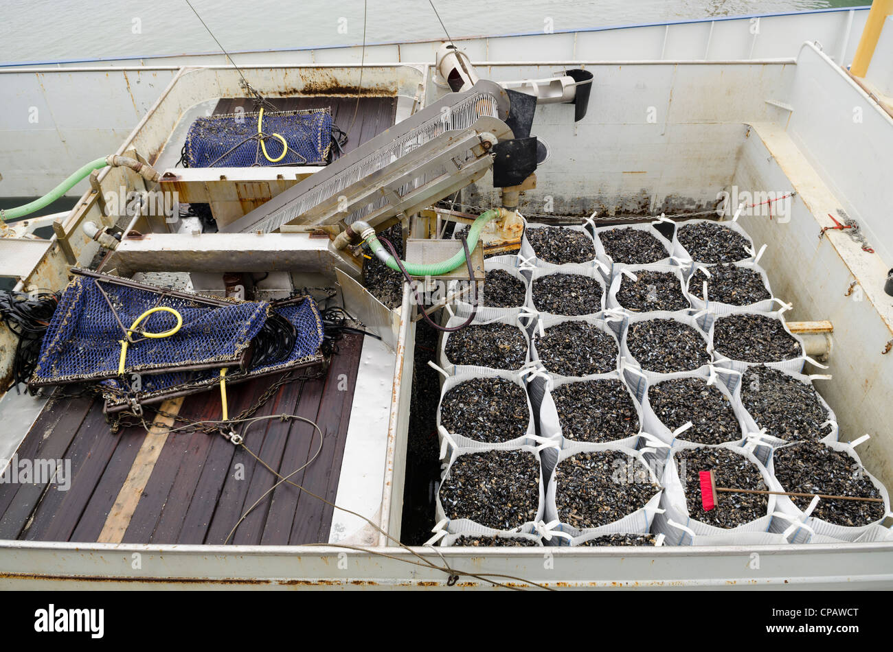 Mussels, mussel fishery on the island of Sylt, Hoernum, Schleswig ...