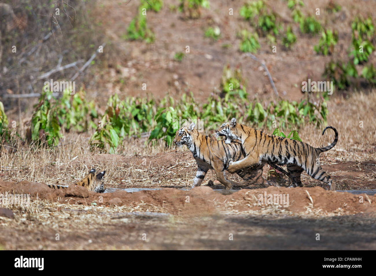 Tigers play fighting in water hi-res stock photography and images - Alamy
