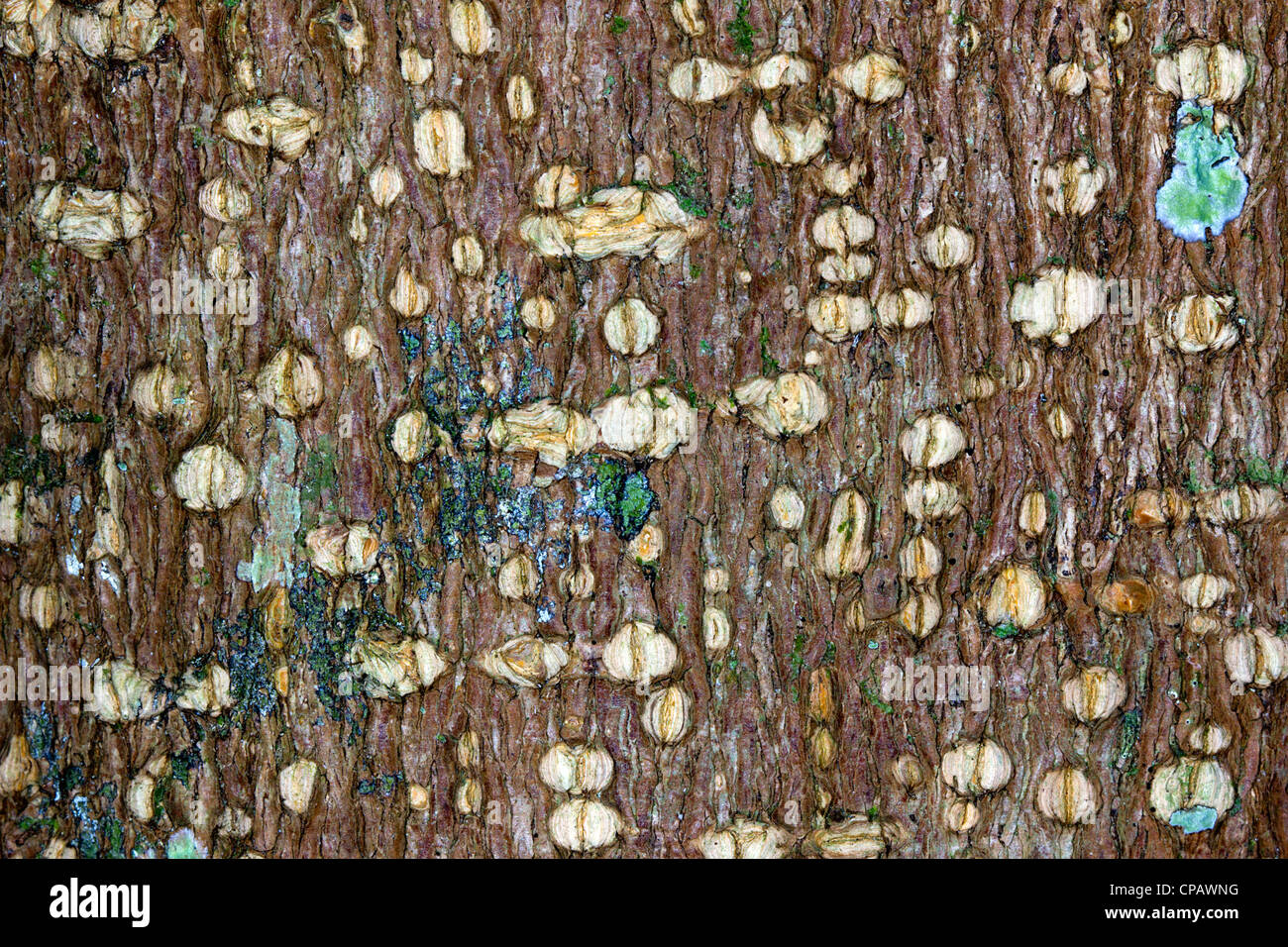 Bark of a rainforest tree from Ecuador Stock Photo - Alamy
