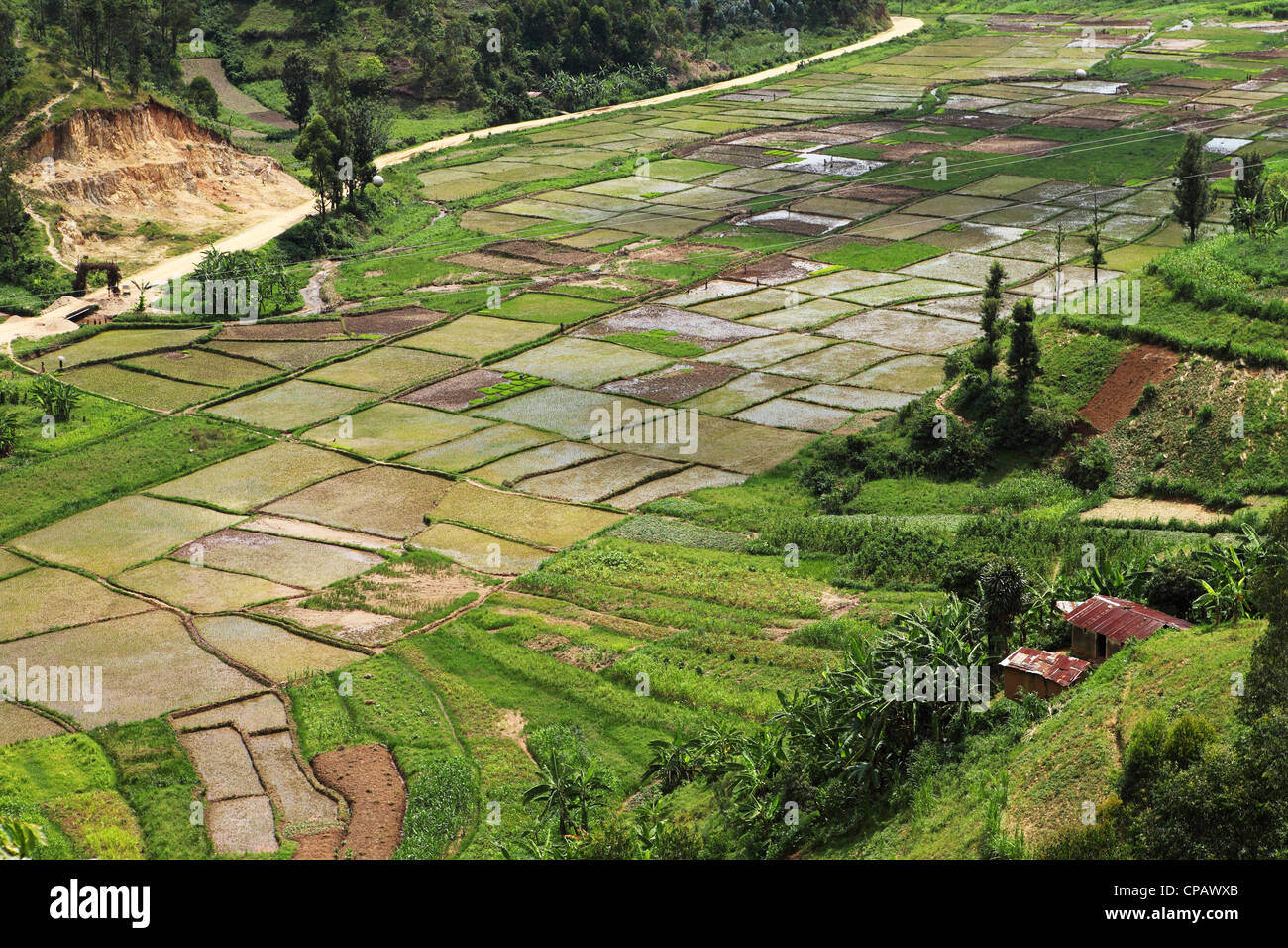 Rice is produced in paddy fields in the Western Province of Rwanda ...