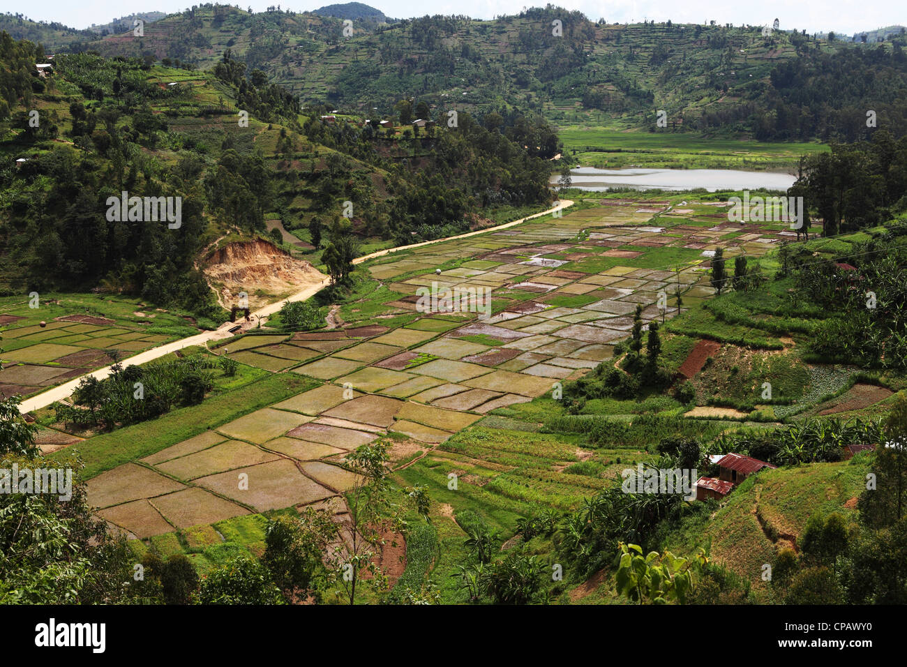 Rice cultivation african hi-res stock photography and images - Alamy