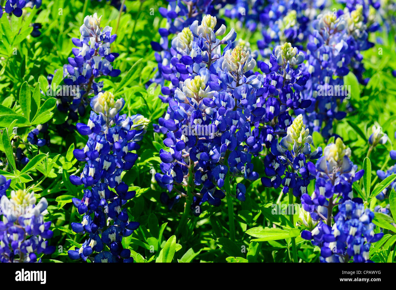 Bluebonnet plant hi-res stock photography and images - Alamy