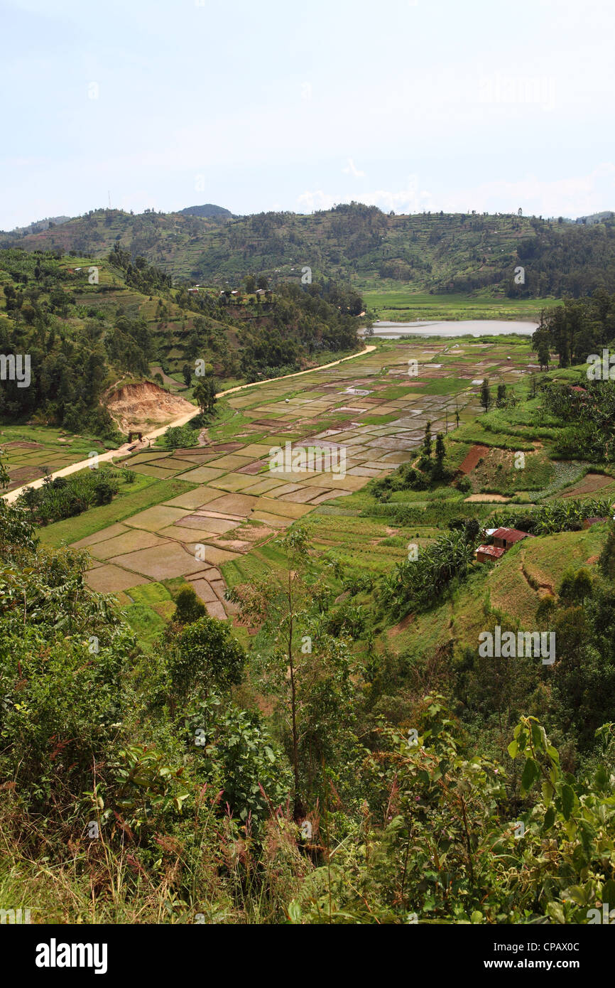 Rice is produced in paddy fields in the Western Province of Rwanda ...