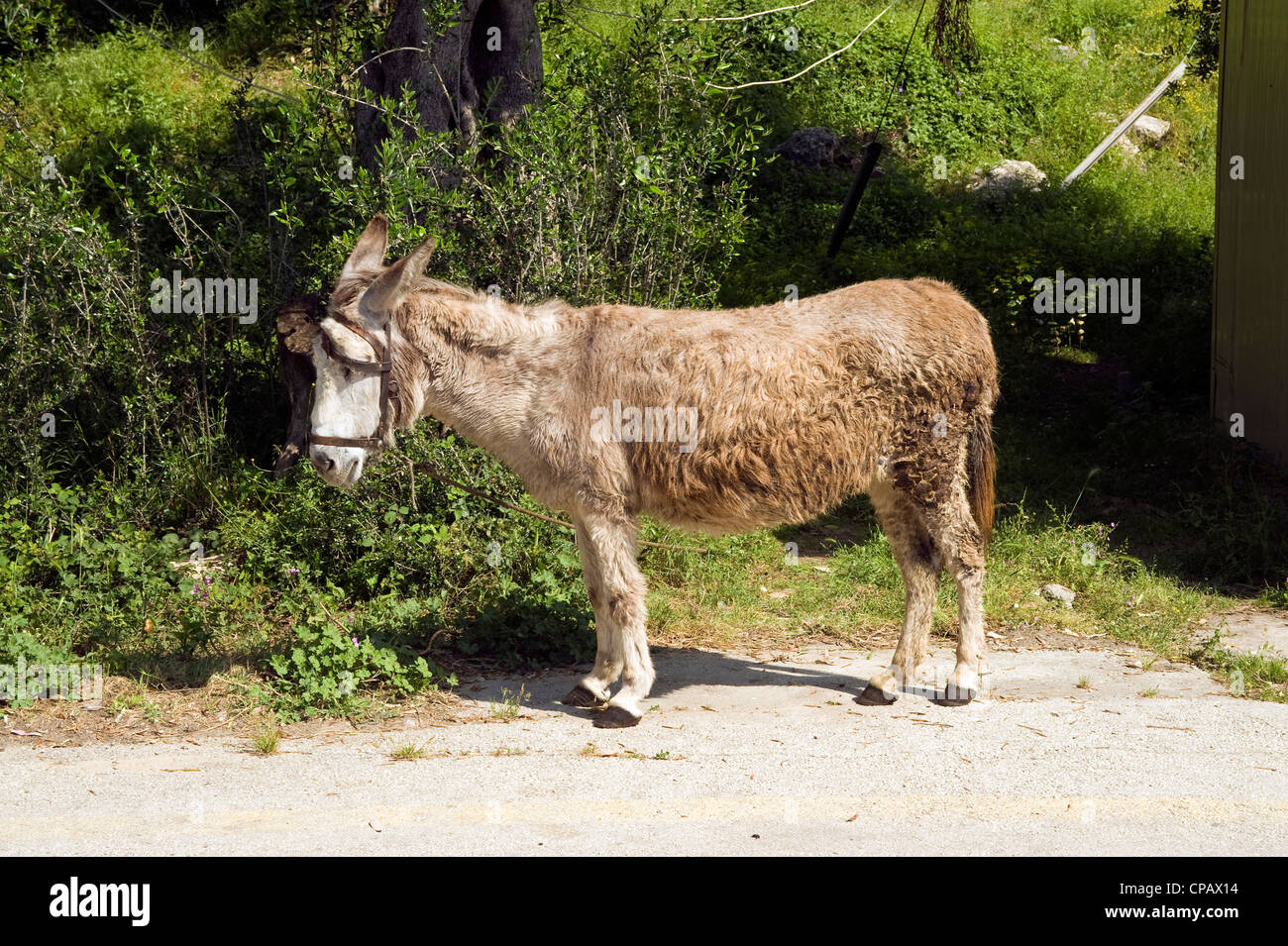 Sad looking donkey hi-res stock photography and images - Alamy