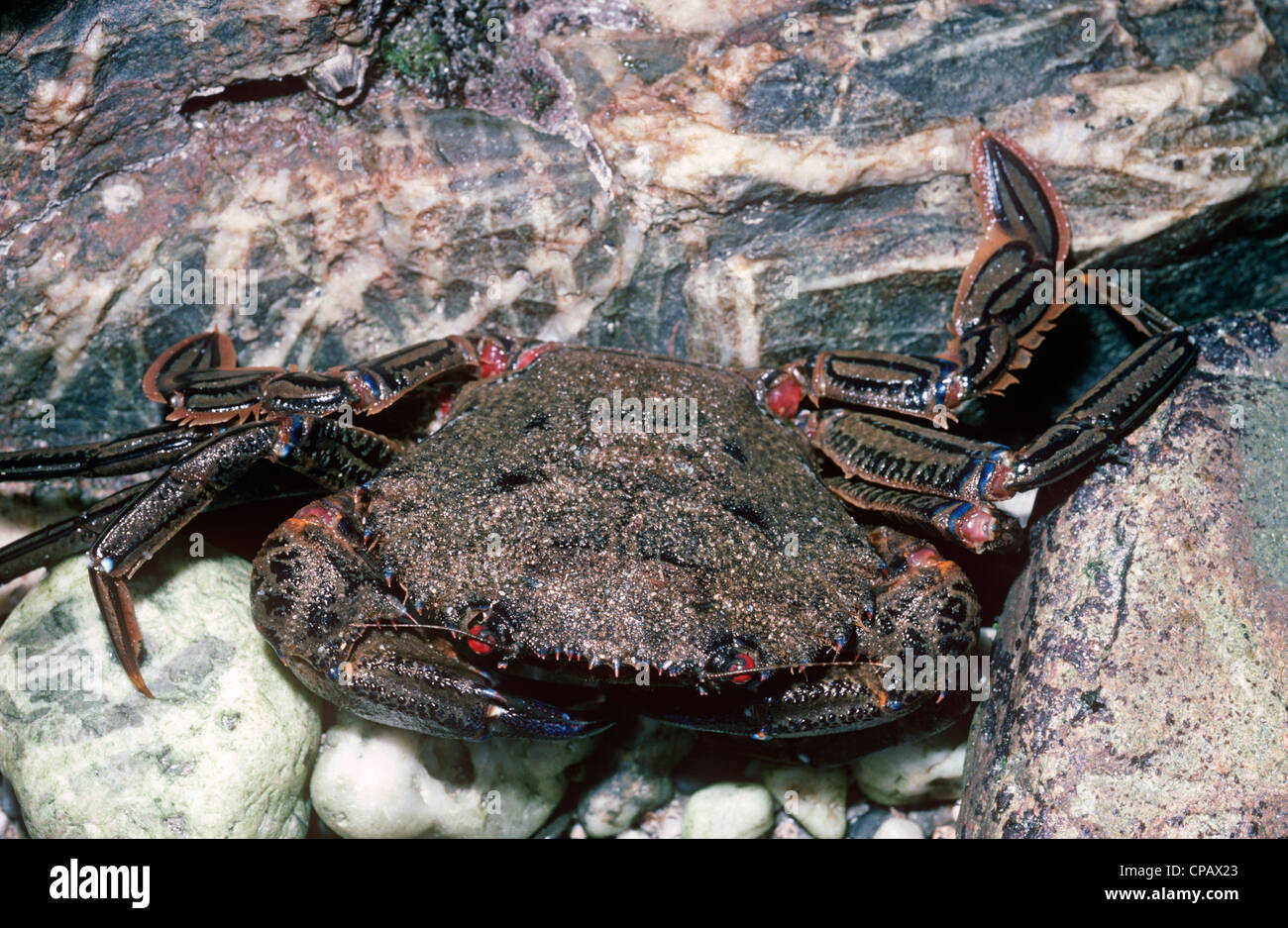 Velvet swimming crab uk hi-res stock photography and images - Alamy