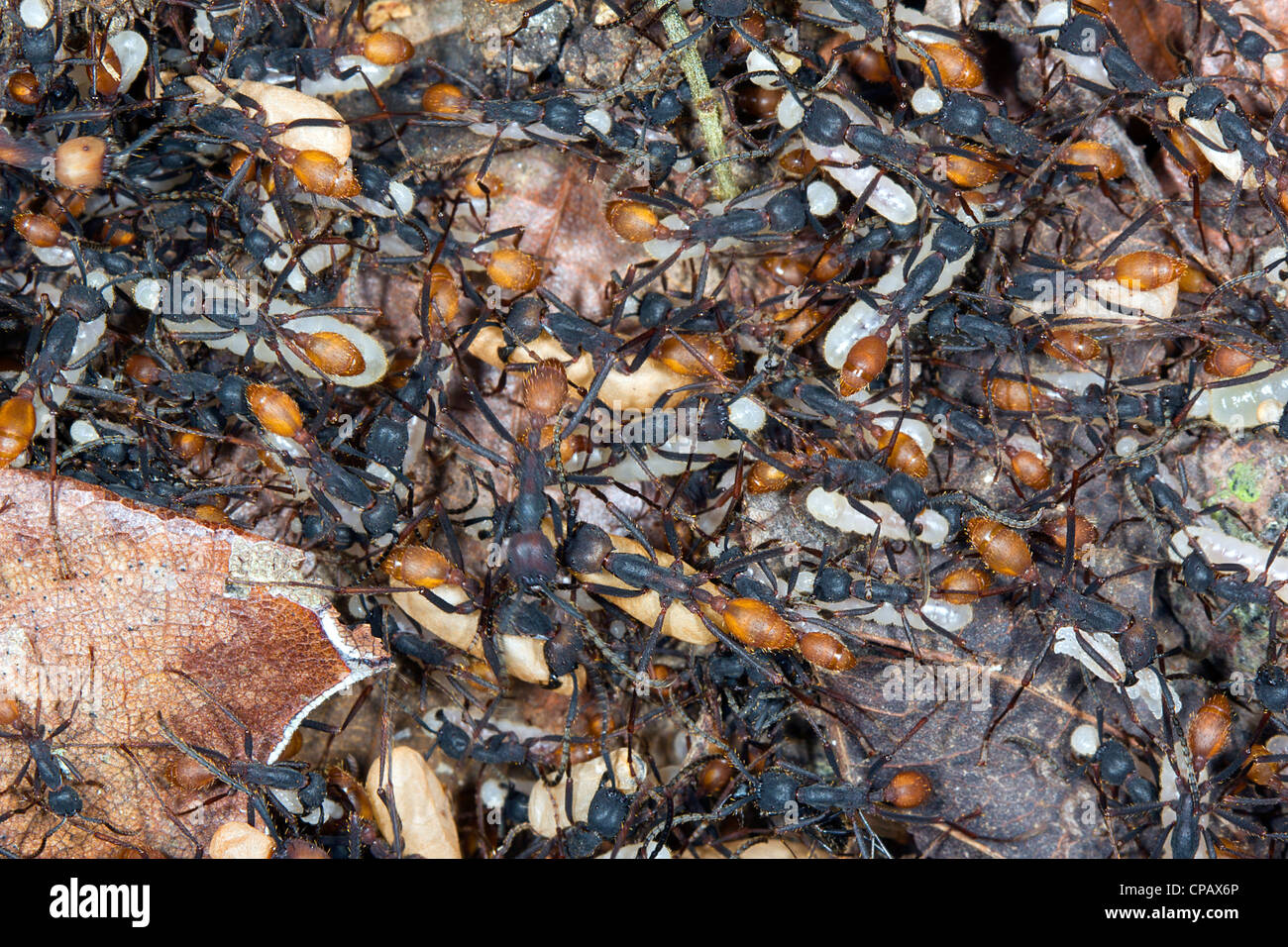 Swarm of army ants (Eciton rapax) moving their larvae and pupae to a ...