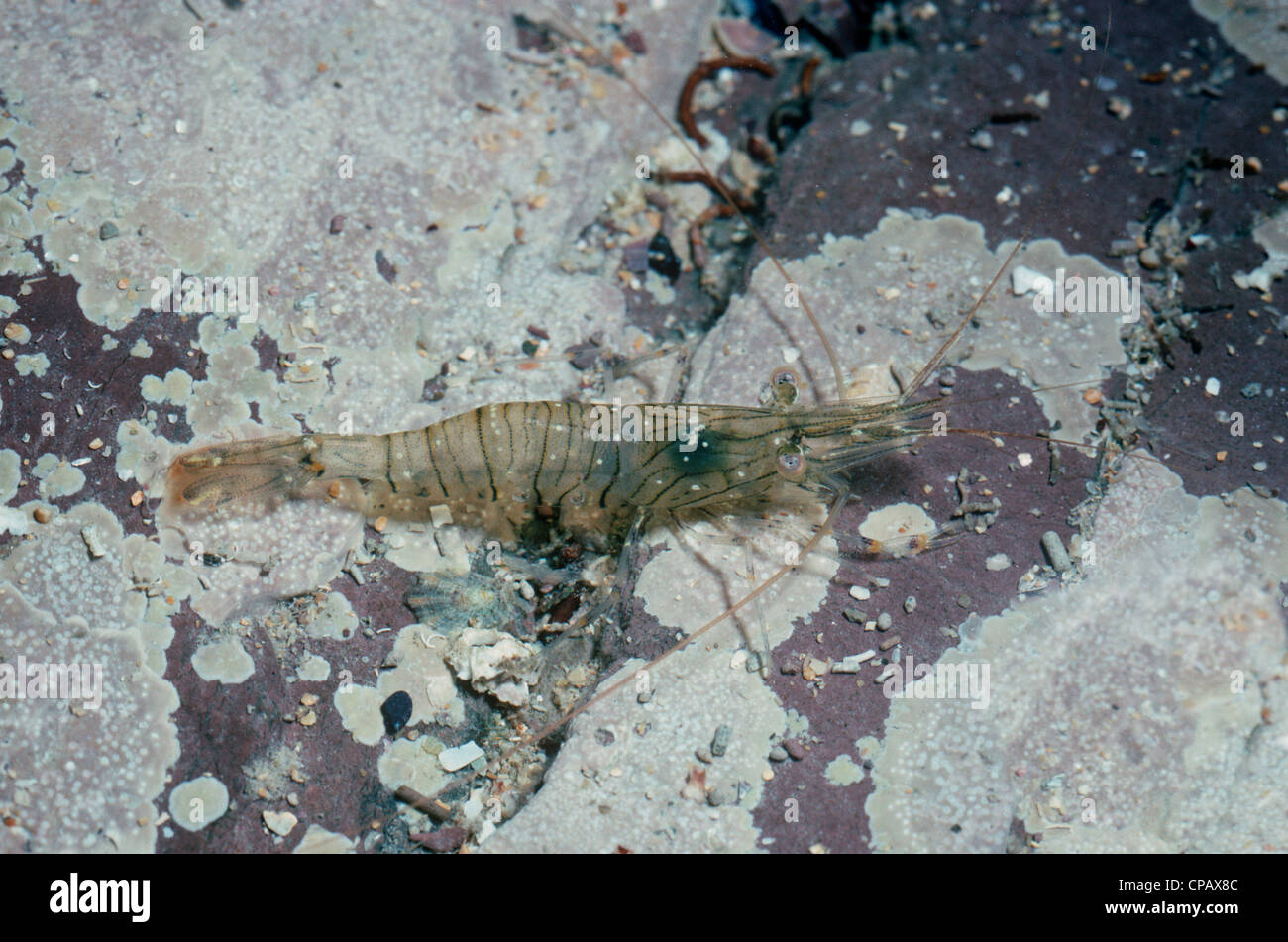 Common prawn (Palaemon (= Leander) serratus: Palaemonidae) in a ...