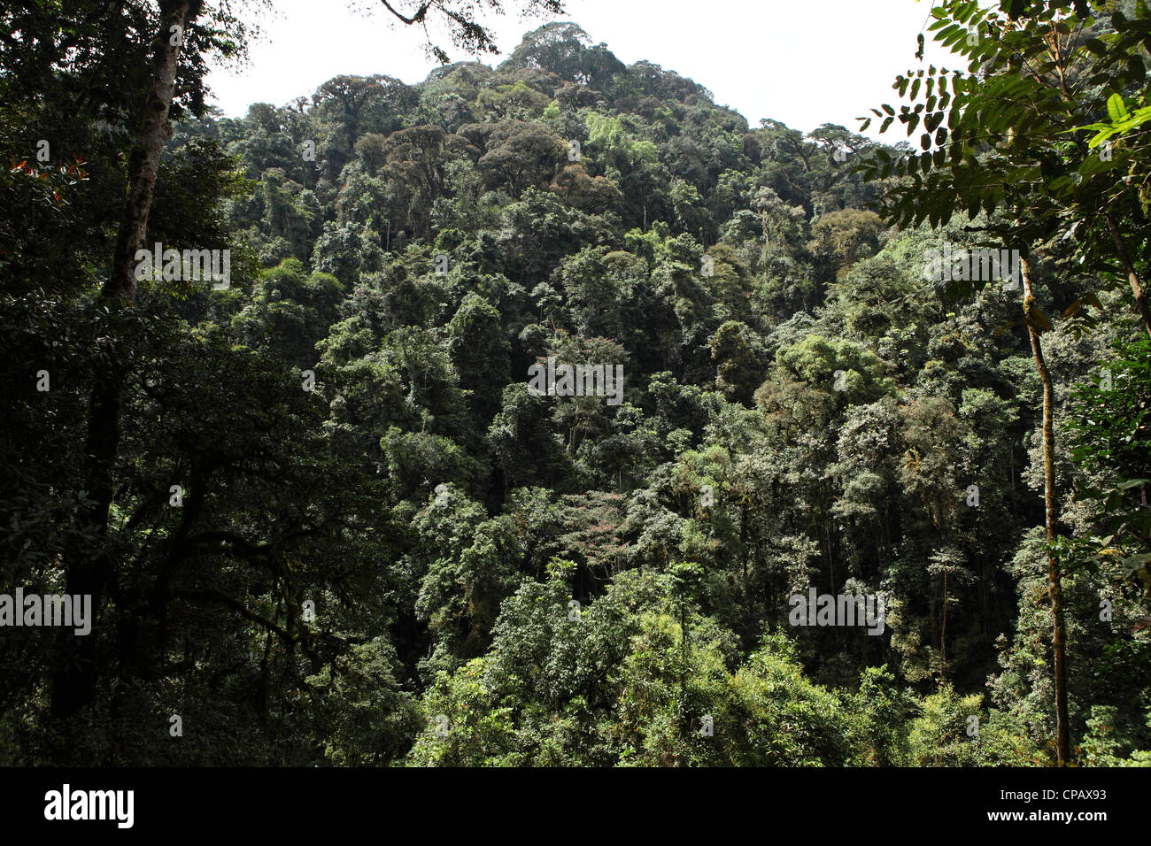 Dense tropical rainforest canopy in Nyungwe National Park, Rwanda Stock ...