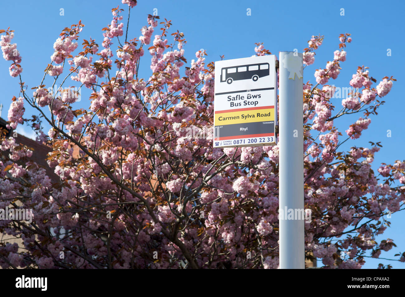 Bus stop and spring blossom,Llandudno,North Wales Stock Photo - Alamy