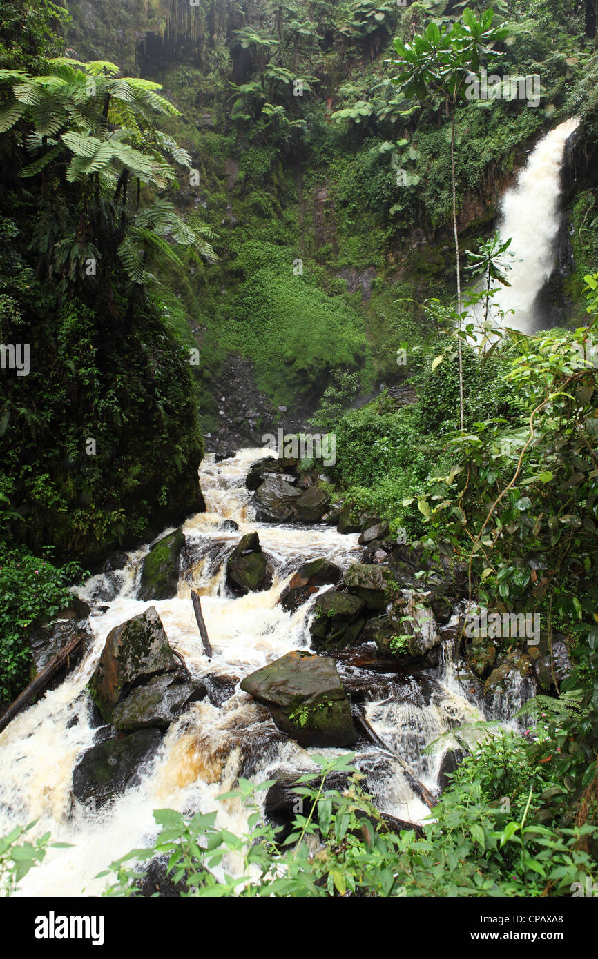 Kamarinzova waterfall and river in Nyungwe National Park, Rwanda Stock ...