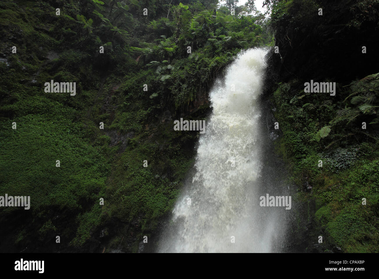 Kamarinzova Waterfall in Nyungwe National Park, Rwanda Stock Photo - Alamy