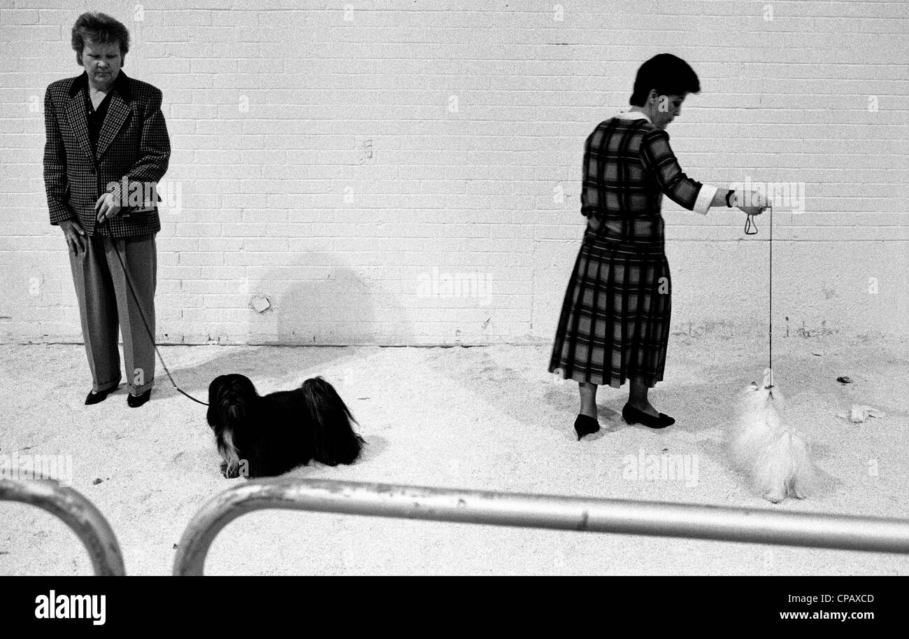 Competition for dogs Black and White Stock Photos & Images - Alamy