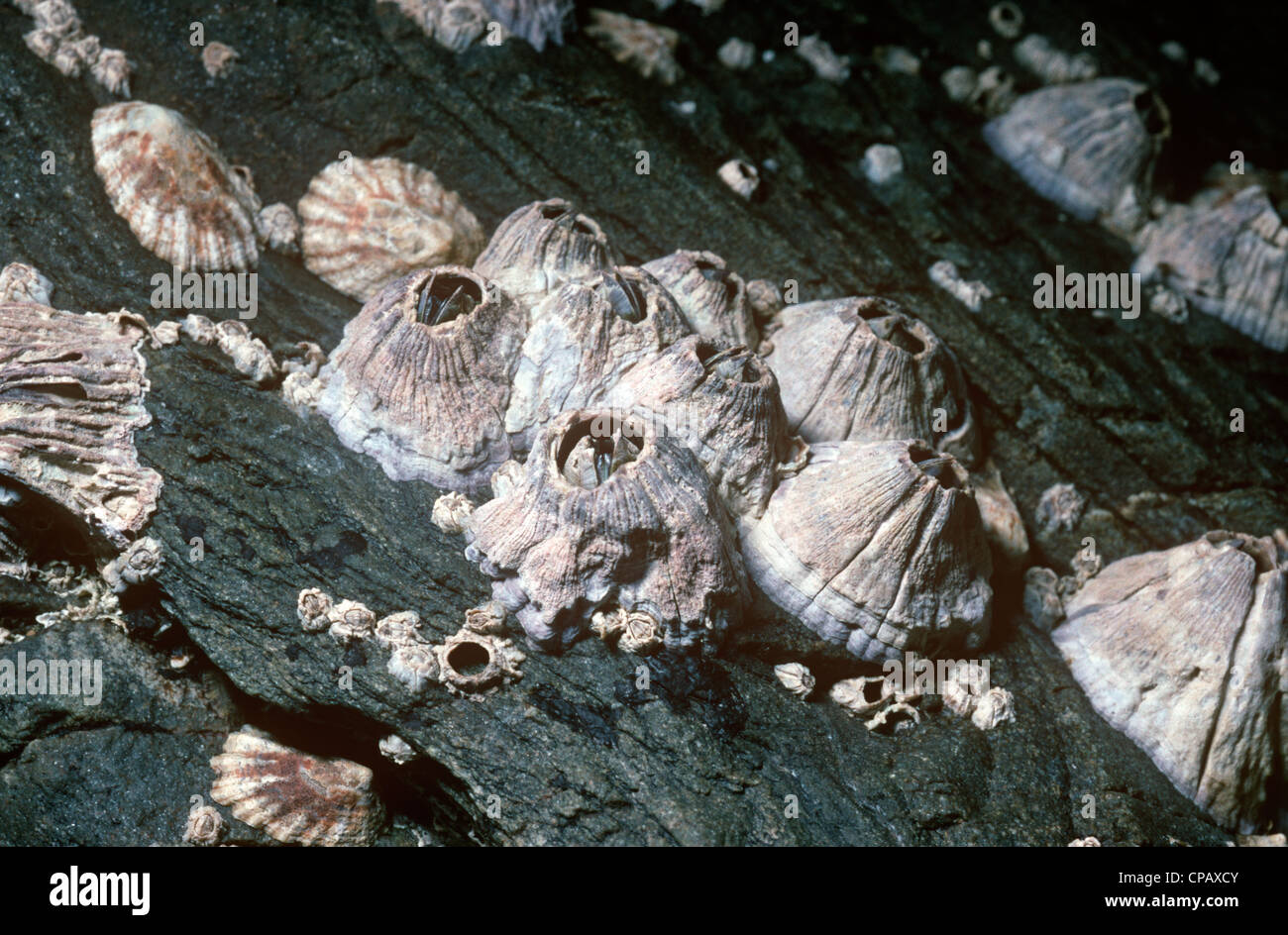 Dark acorn barnacle (Balanus perforatus: Balanidae) exposed as the tide ...