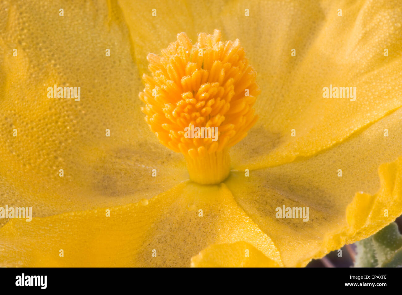 Hornpoppy hi-res stock photography and images - Alamy