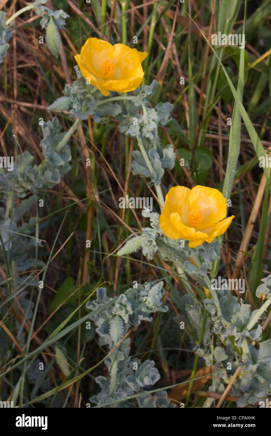 Two flowers of a Yellow hornpoppy or Yellow horned poppy (Glaucium ...