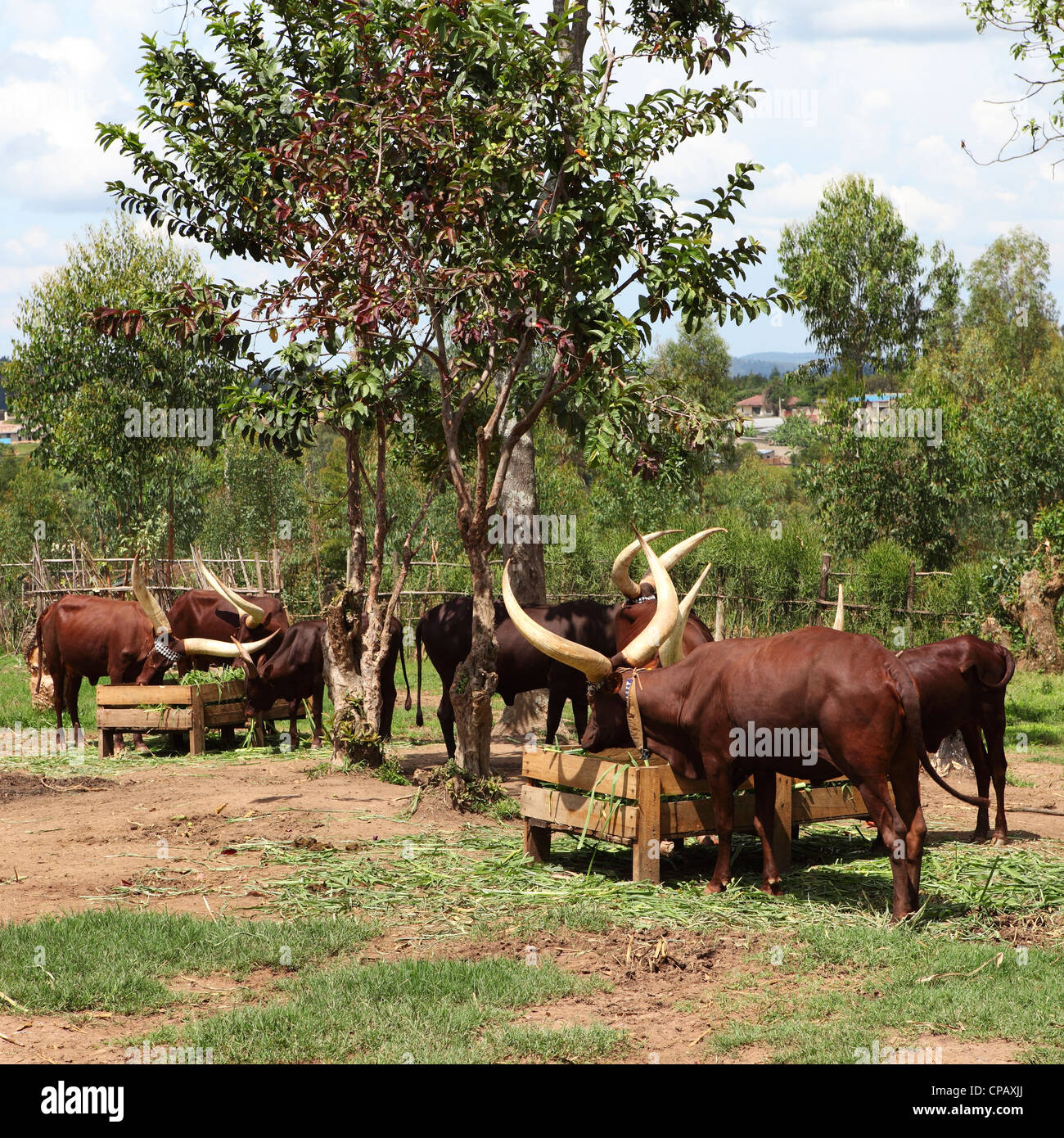 African Long-Horned Cows in a stockade at the King's Palace, Nyanza ...