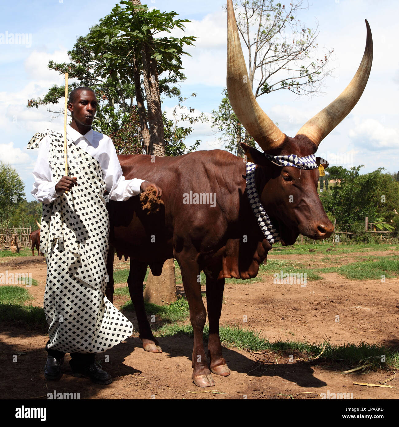 A cowherd whistles to control an African Long-Horned Cow in a stockade ...