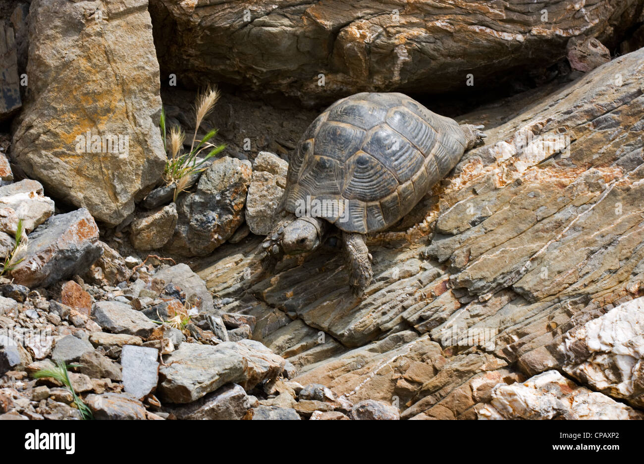 Common or greek tortoise hi-res stock photography and images - Alamy