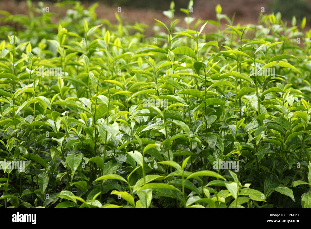 Fresh green tea grows on an estate oat Gisakura in Rwanda's Western ...