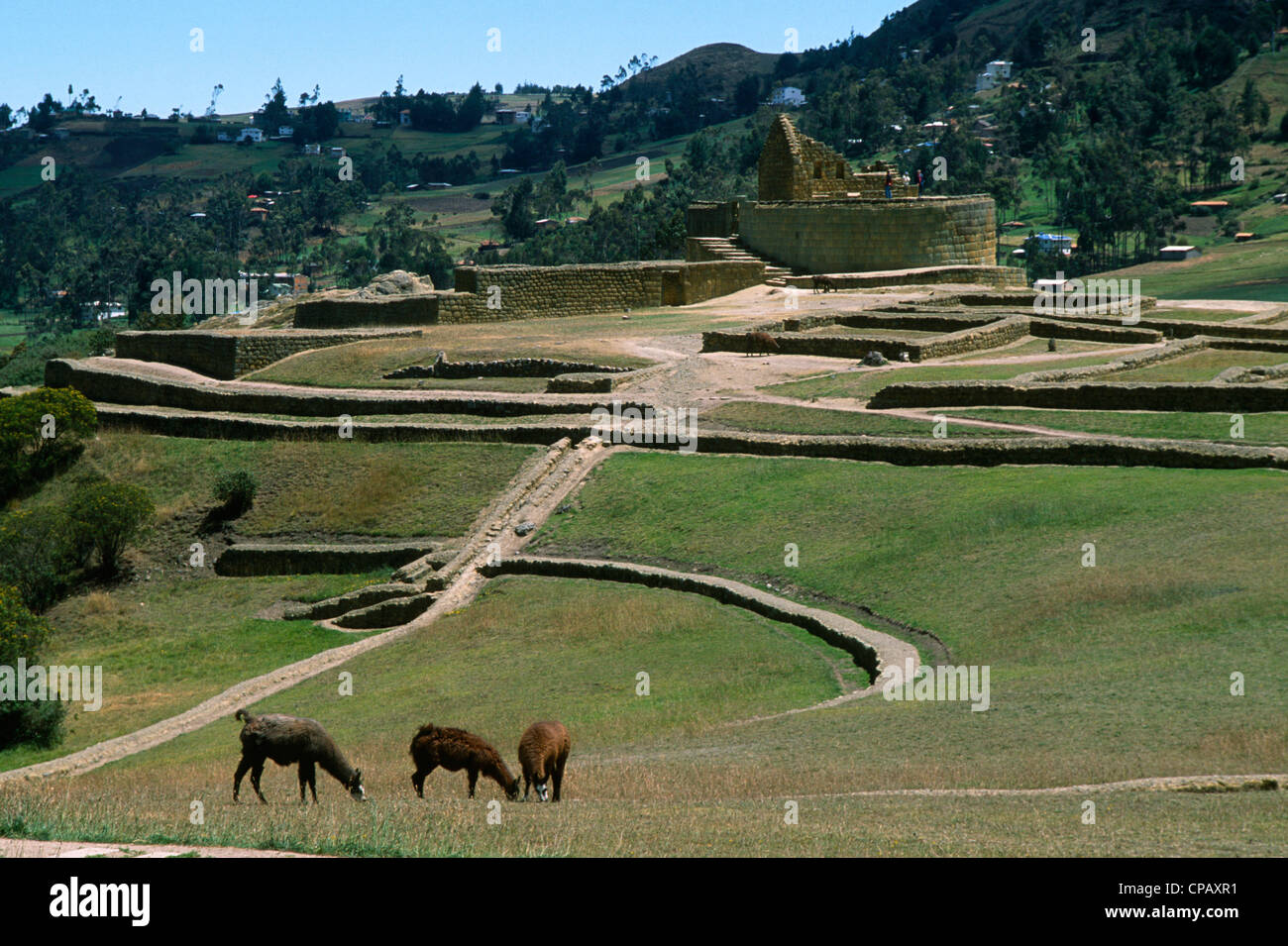 Ecuador, Ingapirca, Inca ruins, llamas Stock Photo - Alamy