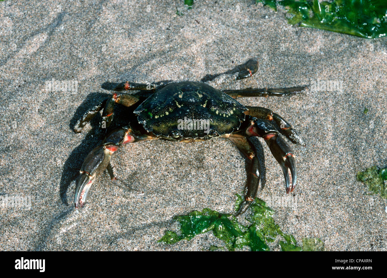 Green shore crab (Carcinus maenas: Portunidae) UK Stock Photo - Alamy