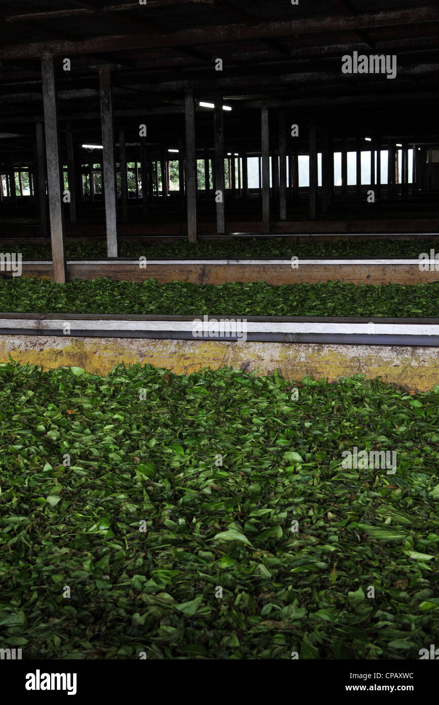 Tea leaves on withering trays during production at the Gisakura Tea ...