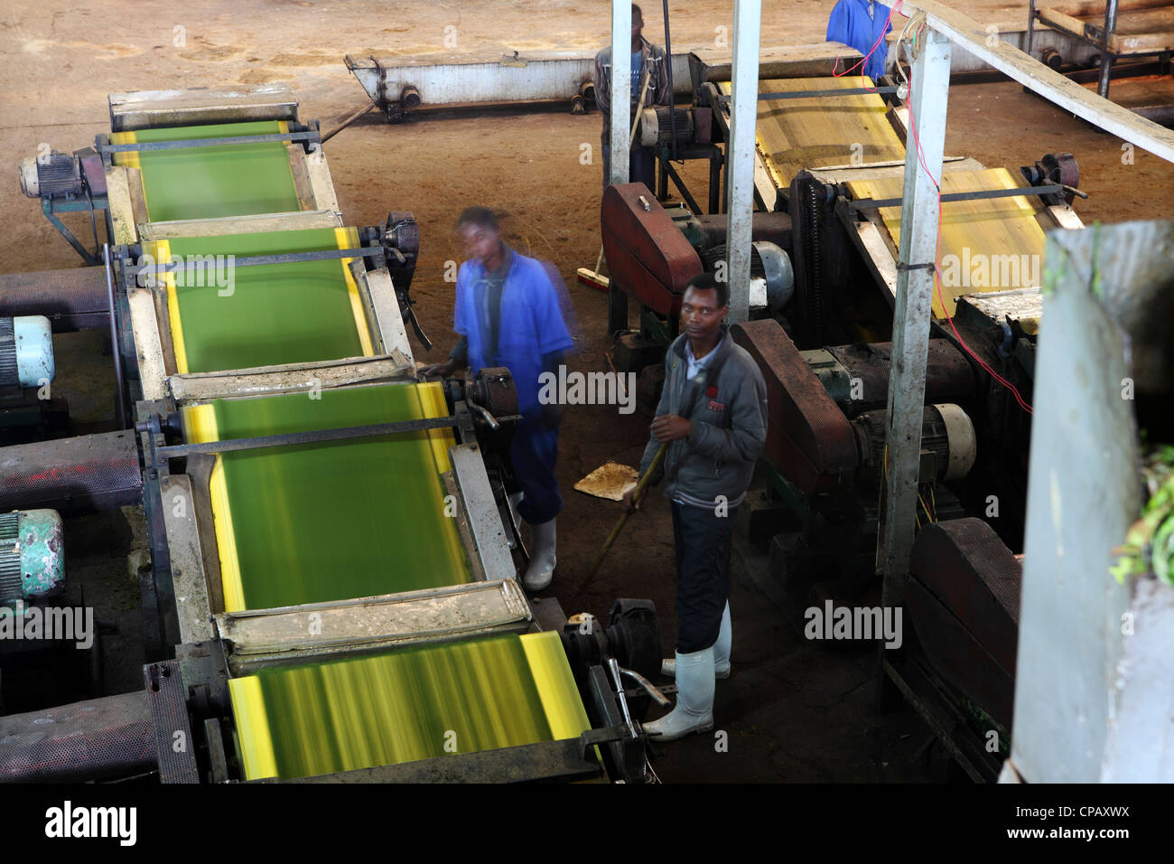 Tea runs along conveyors belts during production at the Gisakura Tea ...