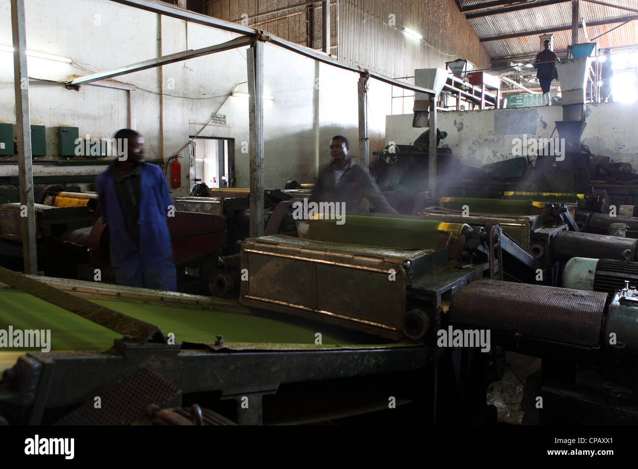 Tea production at the Gisakura Tea Factory in Rwanda Stock Photo - Alamy