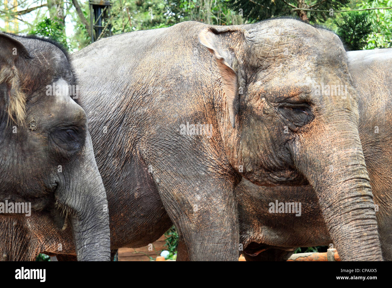Too close to wildlife hi-res stock photography and images - Alamy