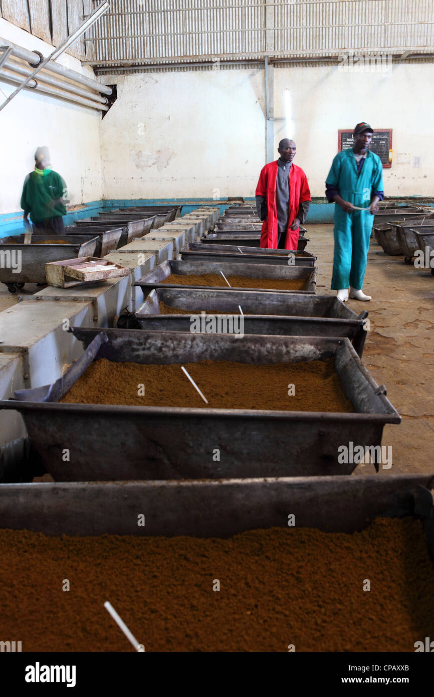 Workers look at carts full of tea during the tea production process at ...
