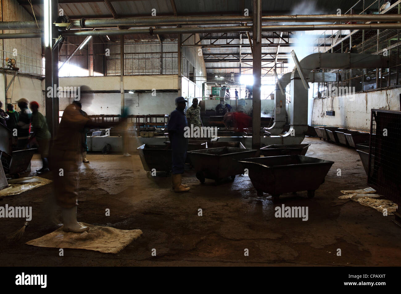 Tea Production Stock Photos & Tea Production Stock Images - Alamy