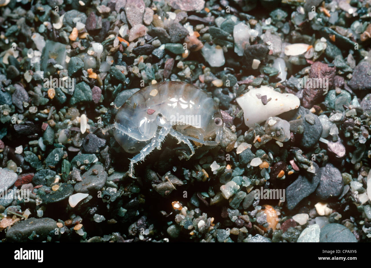 Sandhopper (Talitrus saltator: Talitridae) on a sandy shore UK Stock ...