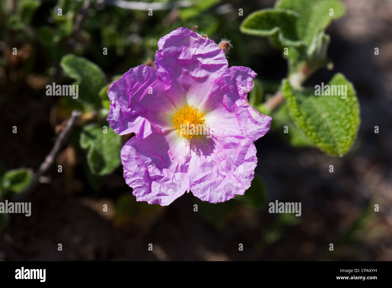 Rockrose hi-res stock photography and images - Alamy