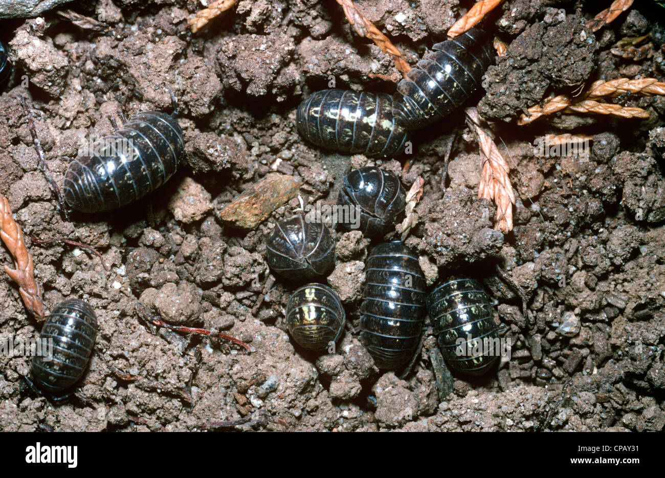 Woodlice group hi-res stock photography and images - Alamy