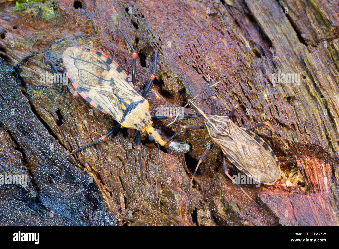 Kissing Bug (Triatoma sp.) The vector for Chagas Disease Stock Photo ...