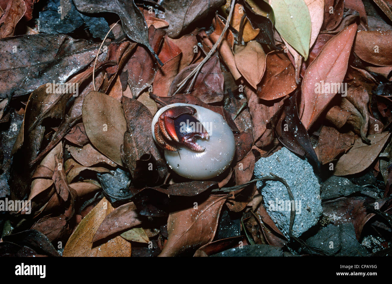 Soldier crab (Coenobita clypeatus) showing the large purple claw used ...