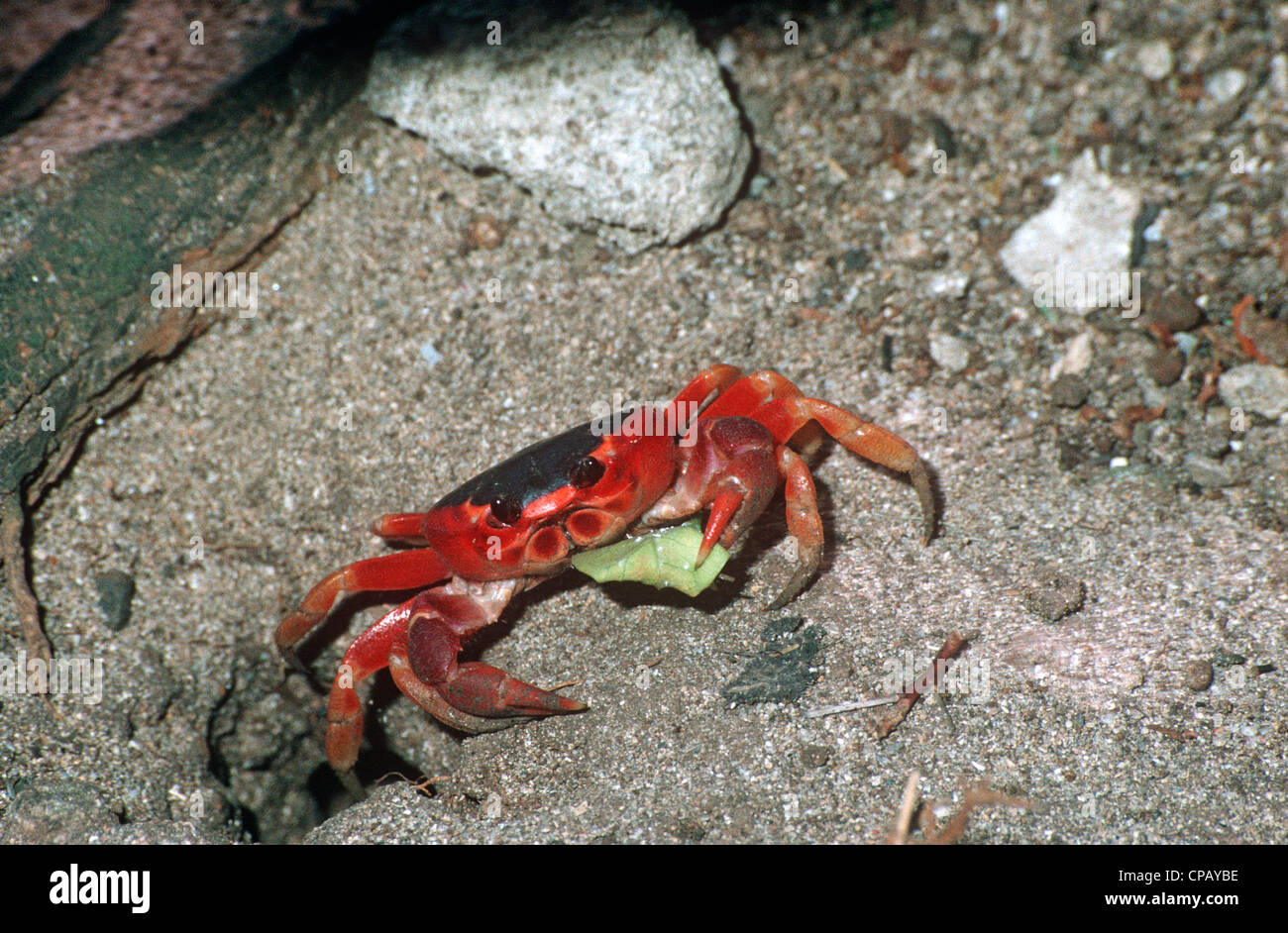 Black land crab (Gecarcinus ruricola: Gecarcinidae) feeding on a leaf ...