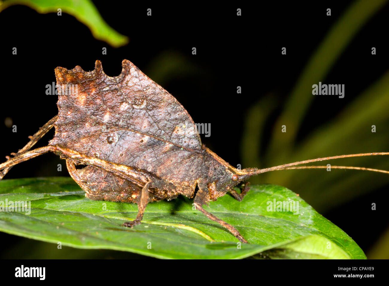 Leaf Mimic Katydid in rainforest, Ecuador Stock Photo - Alamy