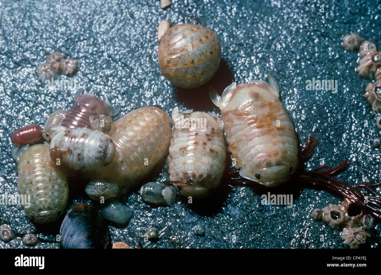 Isopod crustaceans (Sphaeroma serratum: Sphaeromatidae), with one ...