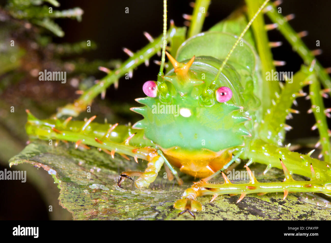 Spiny devil katydid hi-res stock photography and images - Alamy