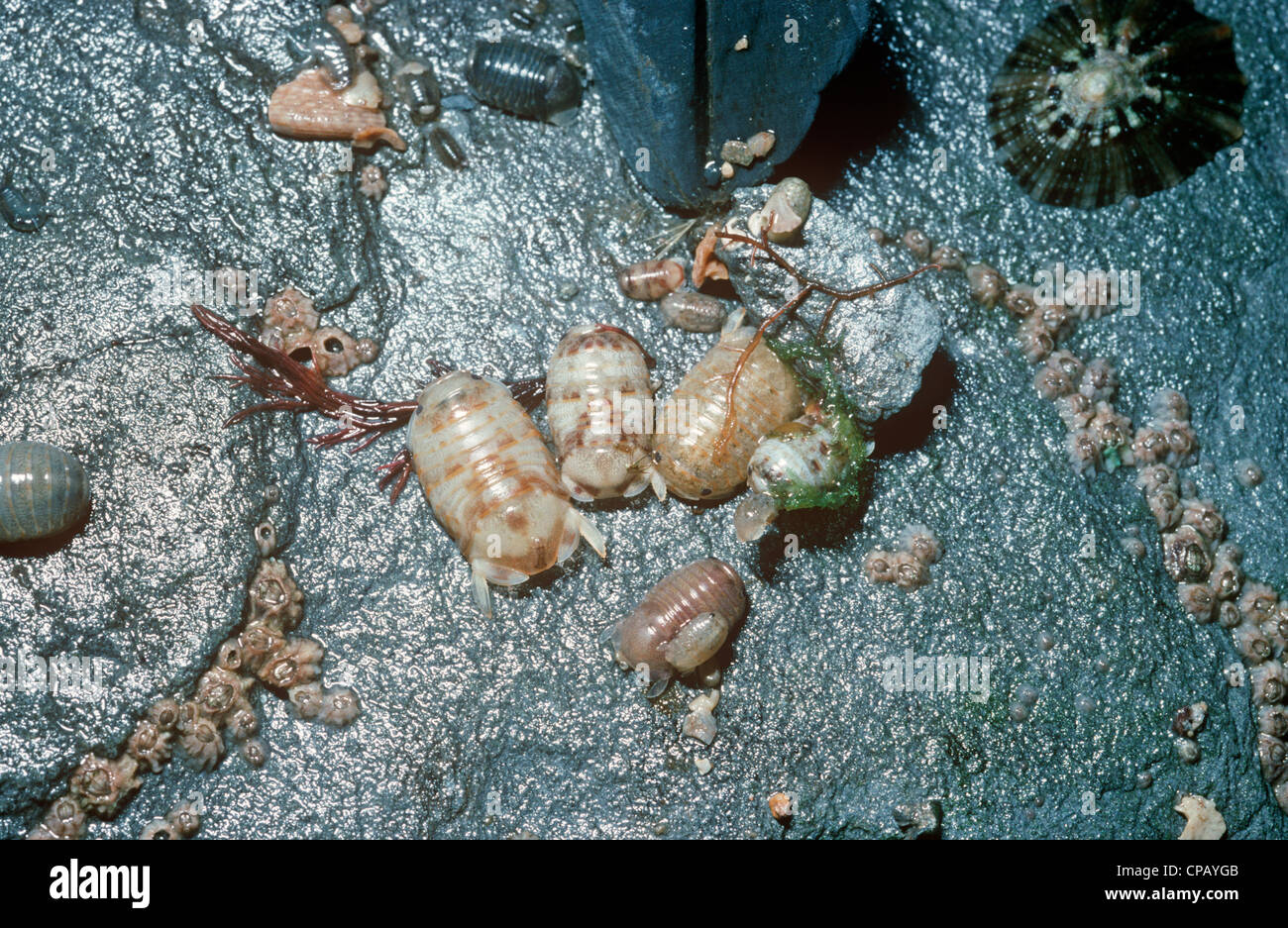 Isopod crustaceans (Sphaeroma serratum: Sphaeromatidae) under a stone ...