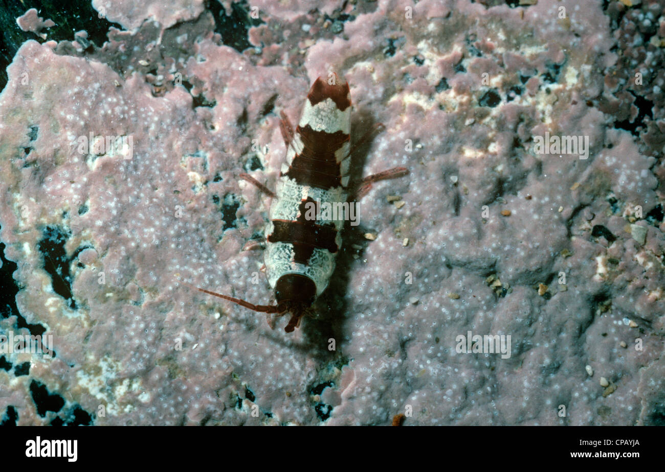 Isopod crustacean (Idotea baltica: Idoteidae) UK Stock Photo - Alamy