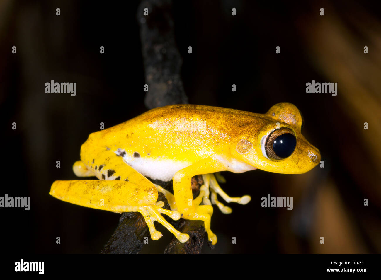 Neotropical rainforest hi-res stock photography and images - Alamy