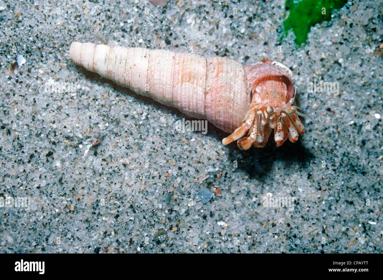 Hermit, or soldier, crab (Pagurus (= Eupagurus) bernhardus: Paguridae ...